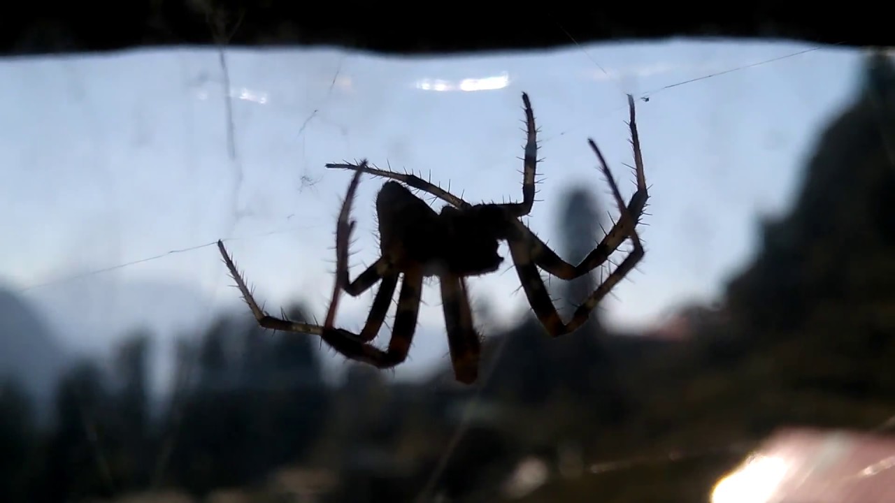 himalayan spider - YouTube