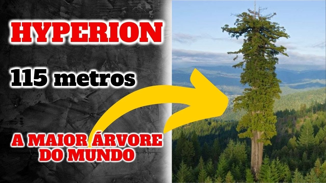 HYPERION: A HISTÓRIA FASCINANTE DA MAIOR SEQUOIA DO MUNDO E SEU FUTURO ...