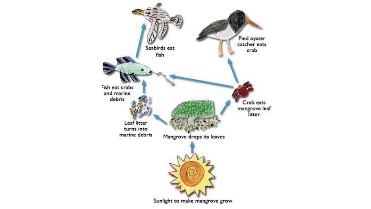 Mangrove Swamps Food Web