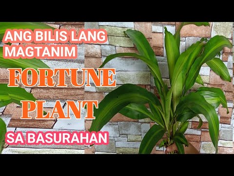 PROPAGATING FORTUNE PLANT | PAANO MAGTANIM NG FORTUNE PLANT | Cherry's ...
