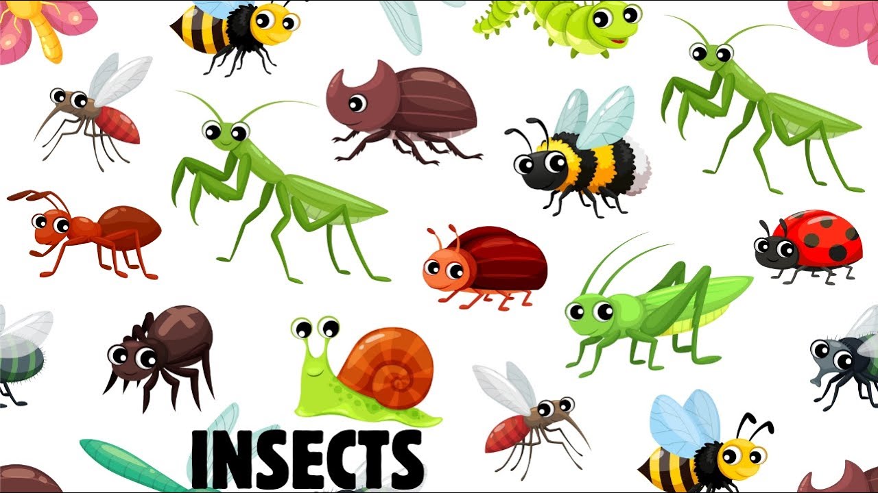 INSECTS FOR KIDS Learning – Insect Names for Children, Toddlers ...