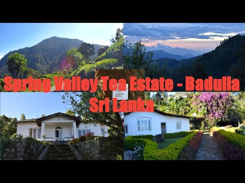 Spring Valley Tea Estate Badulla, Sri Lanka| ஸ்பிரிங் வேலி டீ எஸ்டேட் ...