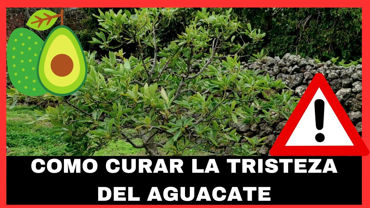 Como CONTROLAR y CURAR un ARBOL de AGUACATE ENFERMO de Phytophthora ...