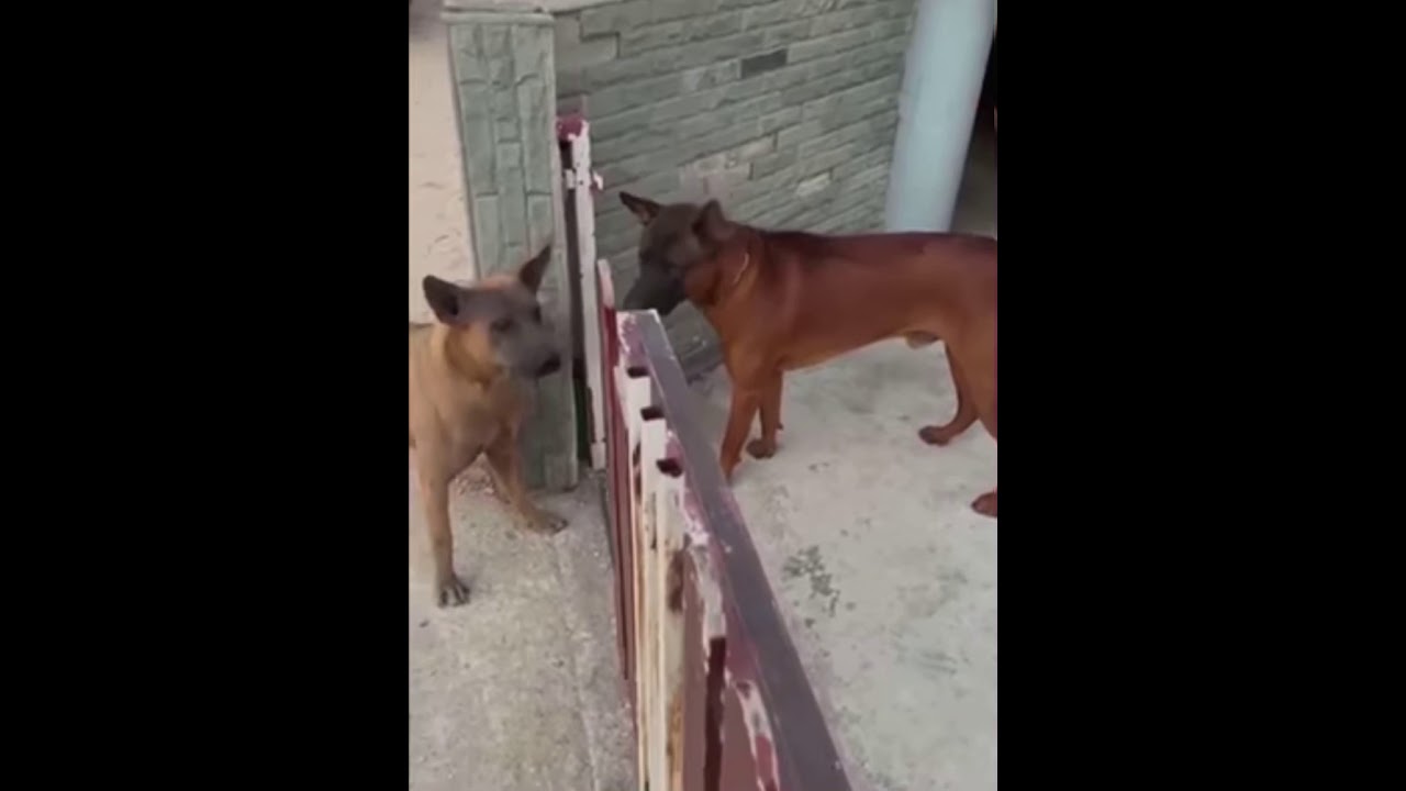 DOGS STOP BARKING AFTER THE GATE OPENS 😂😂😂 - YouTube