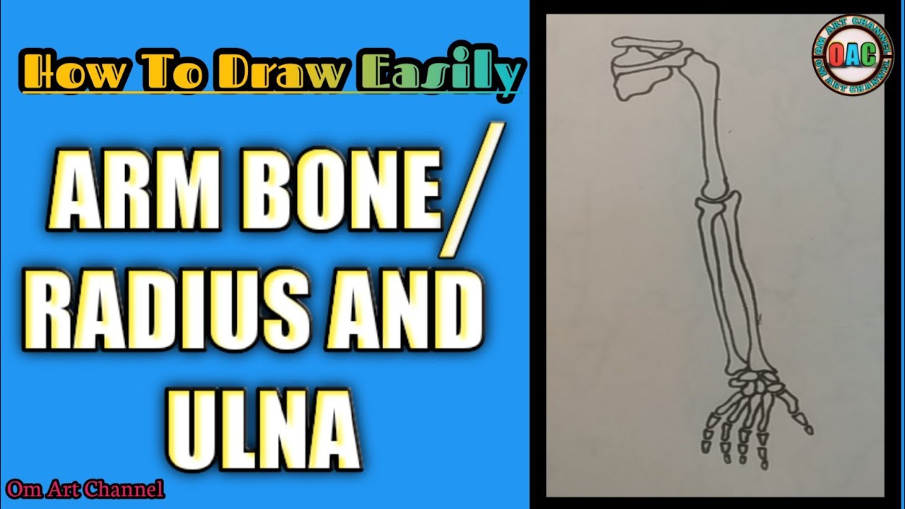 Human Arm Bones Drawing Arm Bone Drawing Arm Bone Diagram How To
