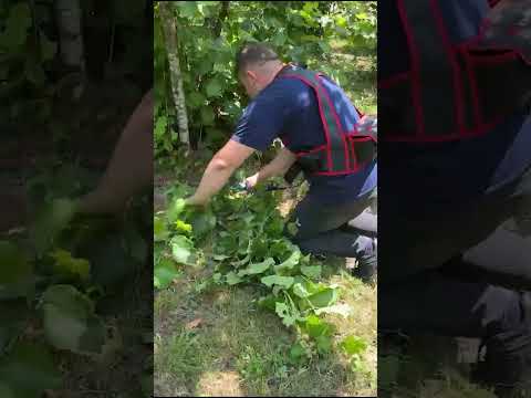 Tasuka Akülü Fındık Filizi Alma Makinası