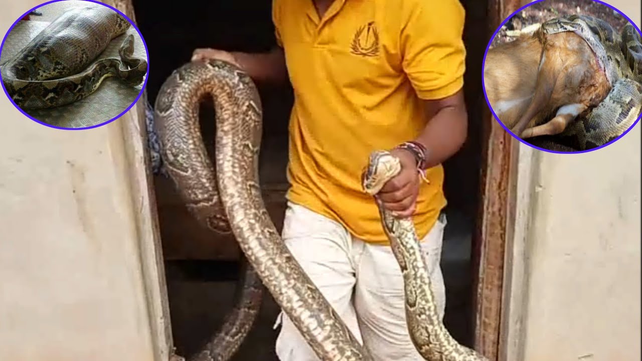 Anaconda Enters Rabbit--Eats Rabbit - YouTube