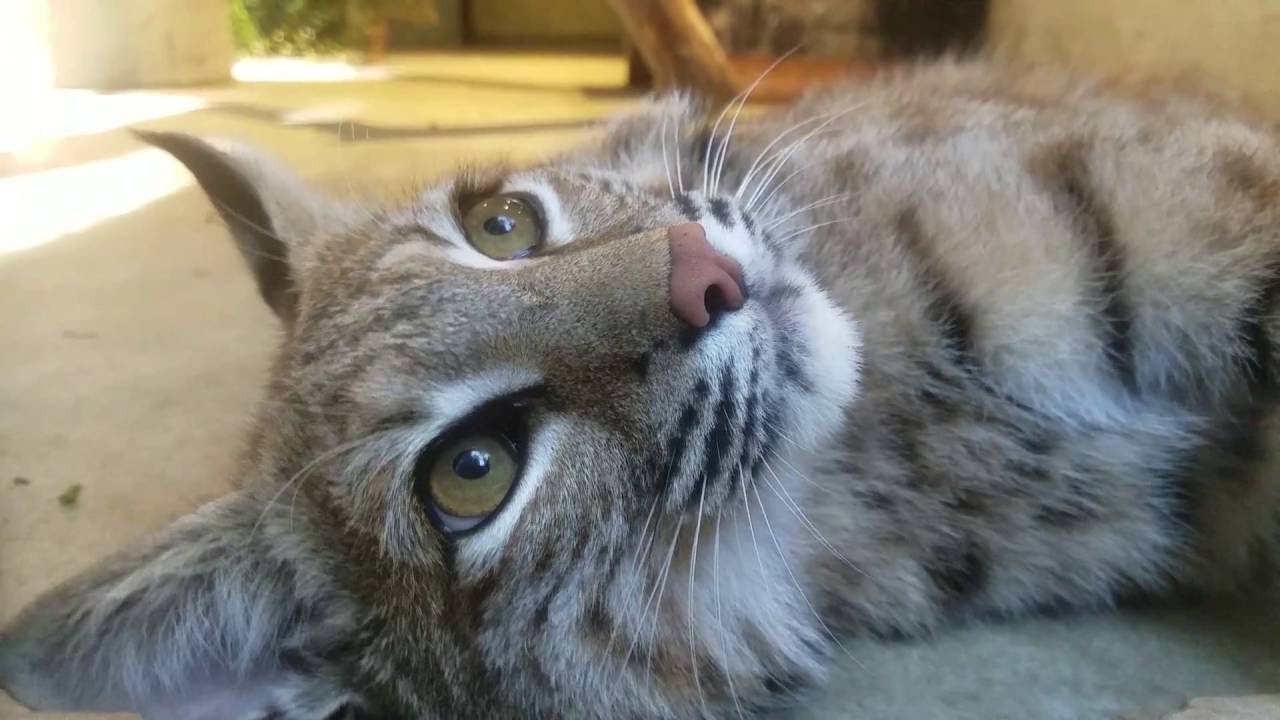 Bobcat Purring - YouTube