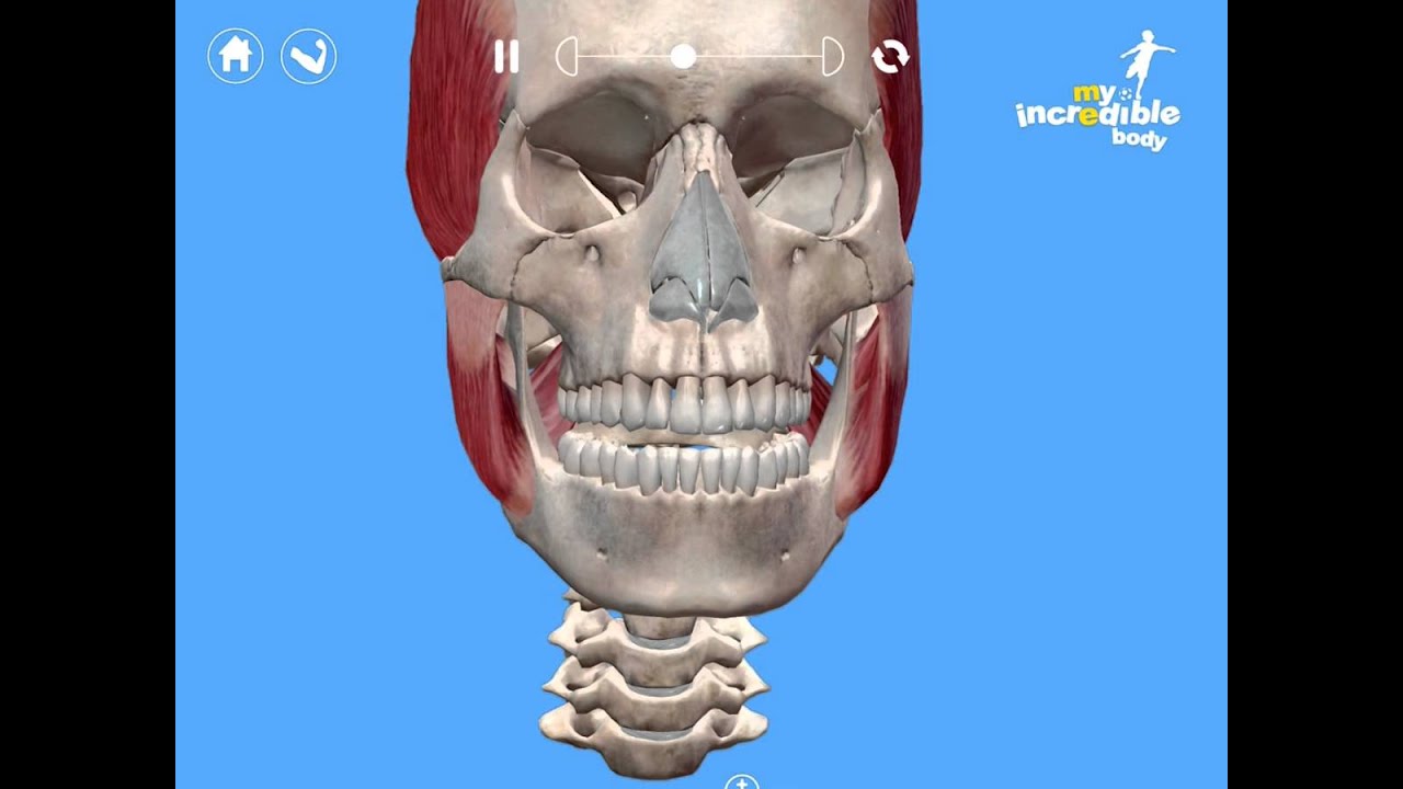 My Incredible Body: Amazing Anatomy Just for Kids (iPad/iPhone) - YouTube