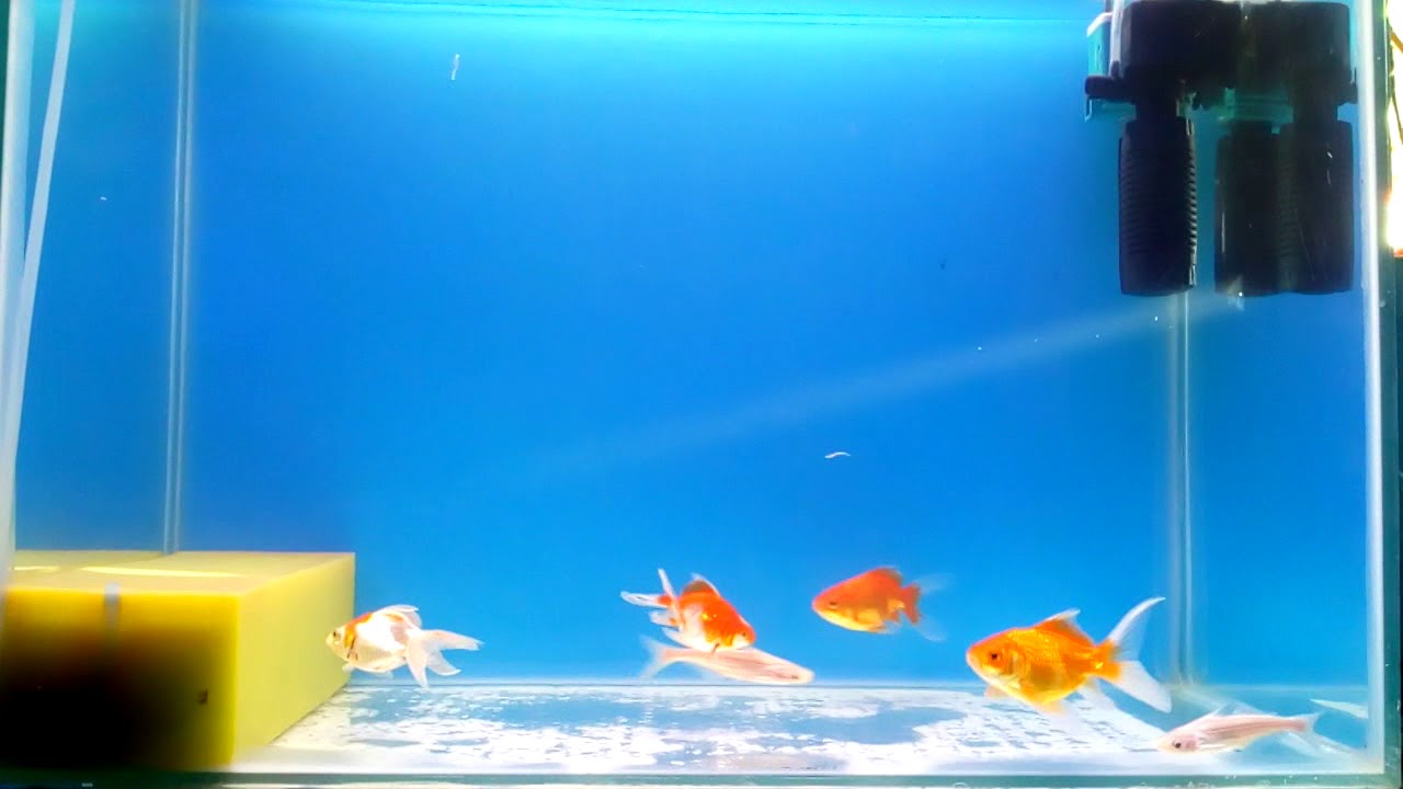 My baby Ryukin Goldfish - YouTube