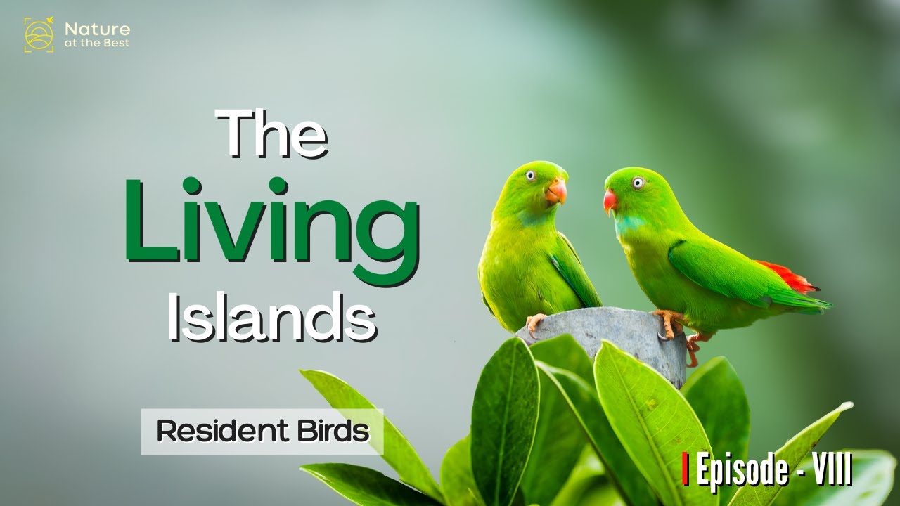 The Living Islands, Resident Birds, Andaman & Nicobar Islands, Part ...