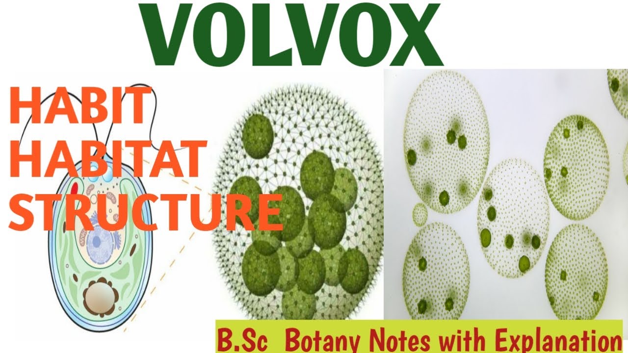 VOLVOX || Its Habit, Habitat , Classification,Structure | Eukaryotic ...