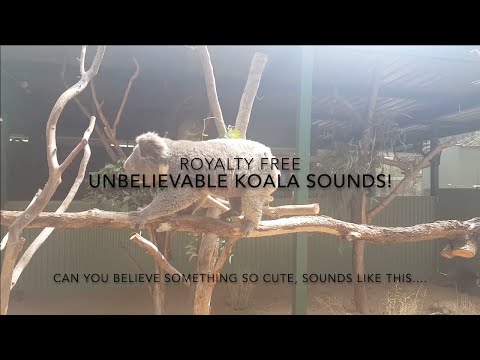 Unbelievable Koala Sounds (Royalty Free Sounds!)