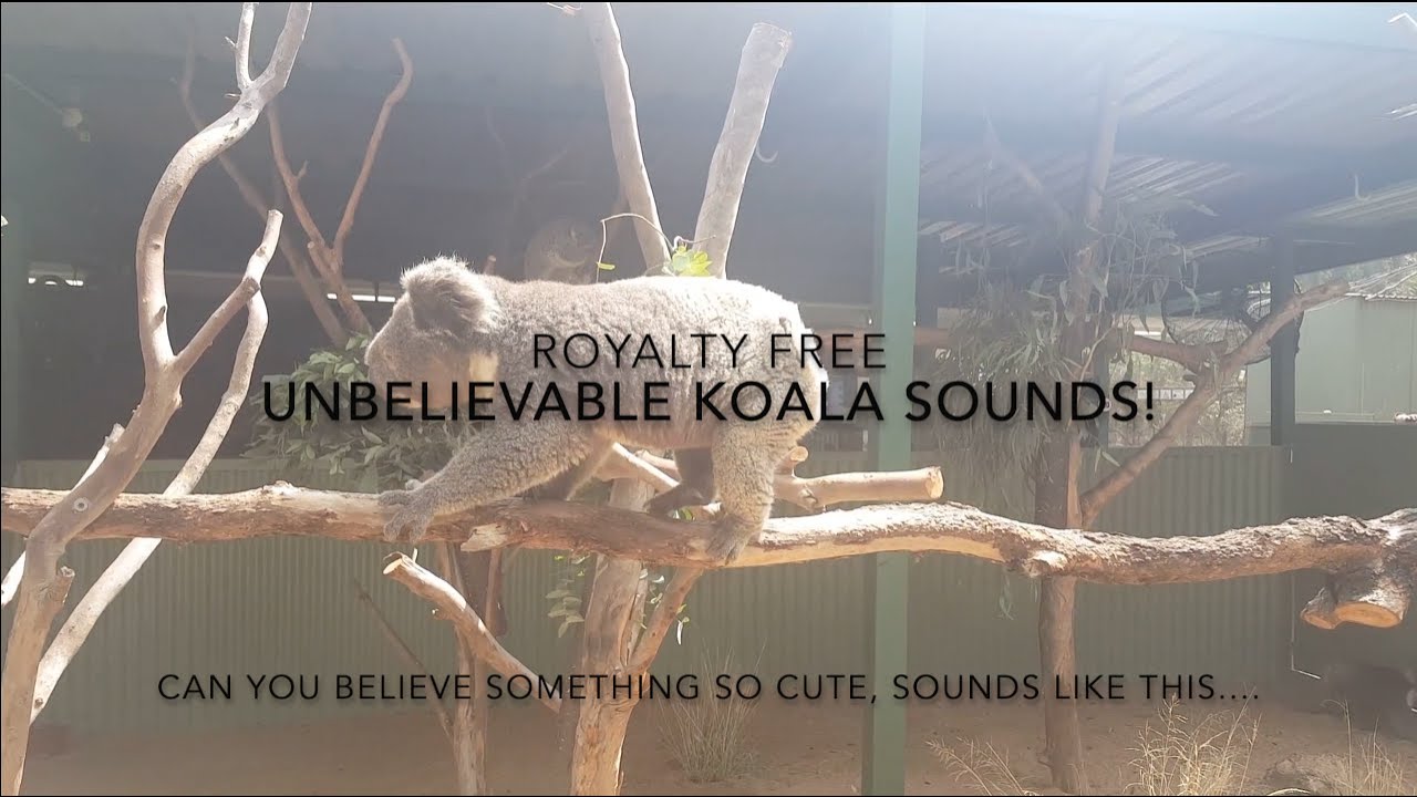 Unbelievable Koala Sounds (Royalty Free Sounds!) - YouTube