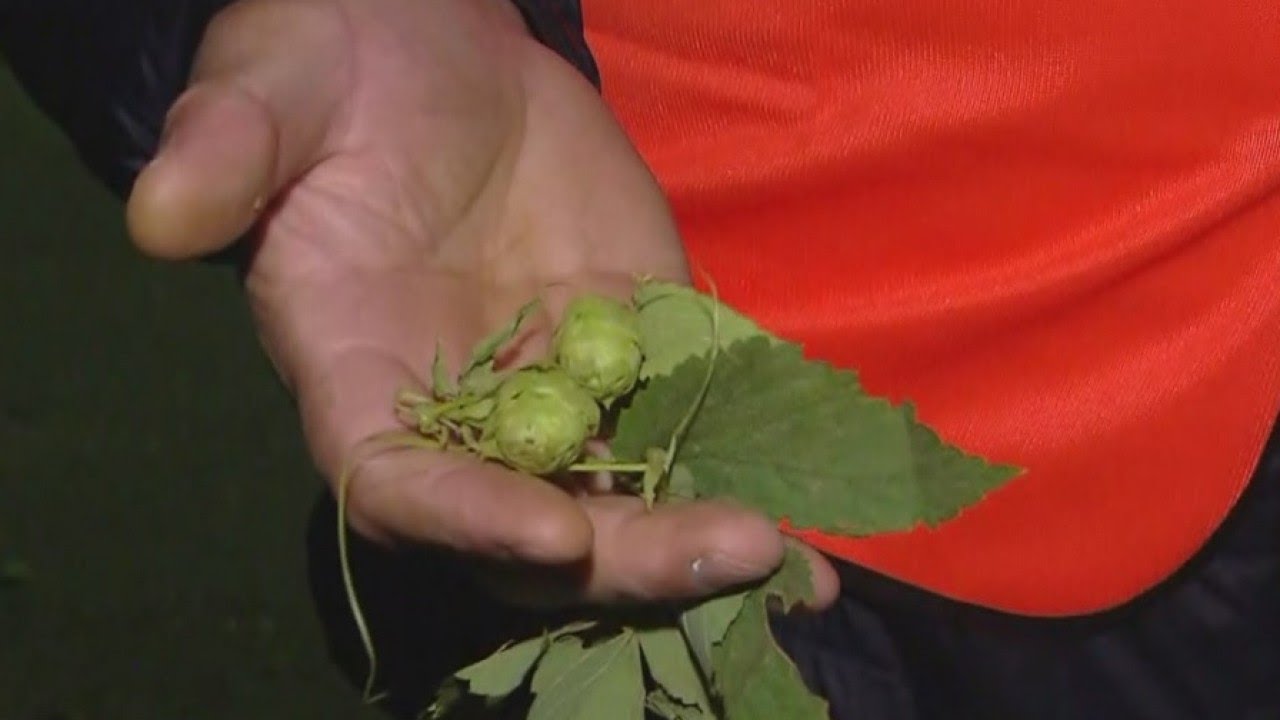 Oregon hops harvest underway - YouTube