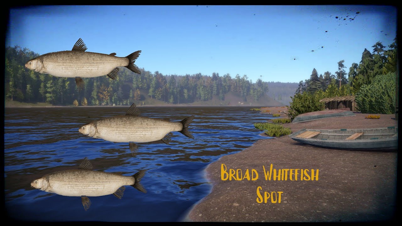 Russian Fishing 4 Lower Tunguska River Broad Whitefish Spot - YouTube