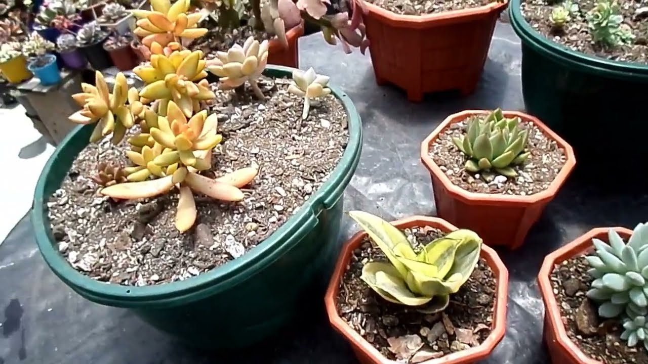 Plantando SUCUS para una amiga 🤩🇪🇨 - YouTube