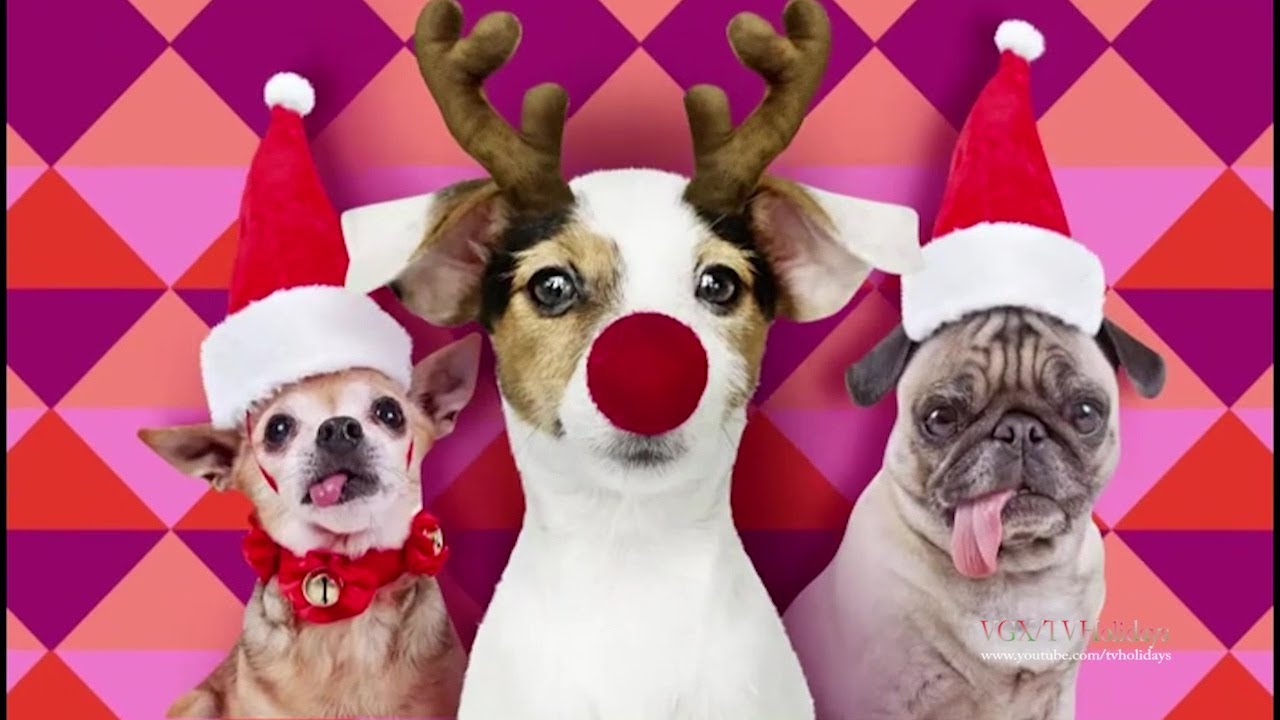 Fox Sweden Christmas Advert and Idents 2019 Fox mas - YouTube