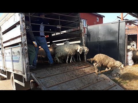 44 TANE KURBANLIK KUZU ALDIK - KOYUN İNDİRME ( Koyun kuzu videoları koyun yetiştiriciliği koyunculuk