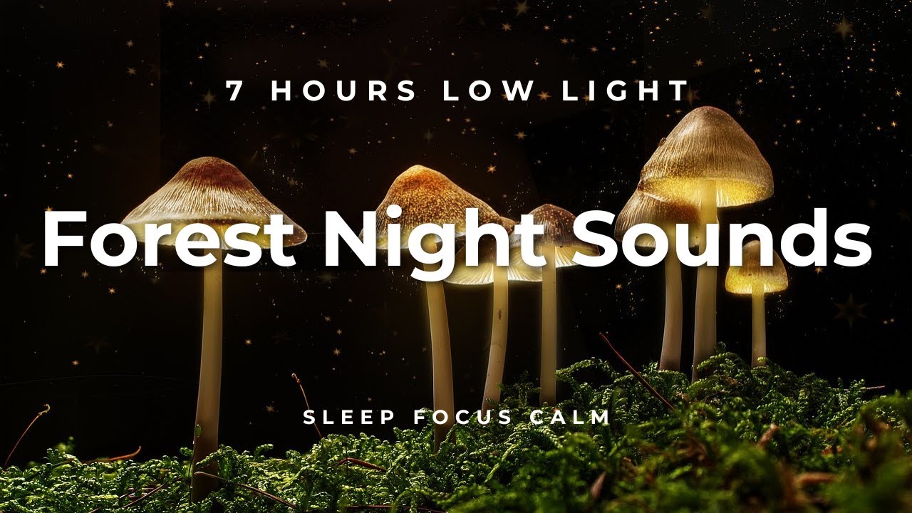 7 Hours of Forest Night Sounds for Sleeping | Soothing Nature Ambience ...
