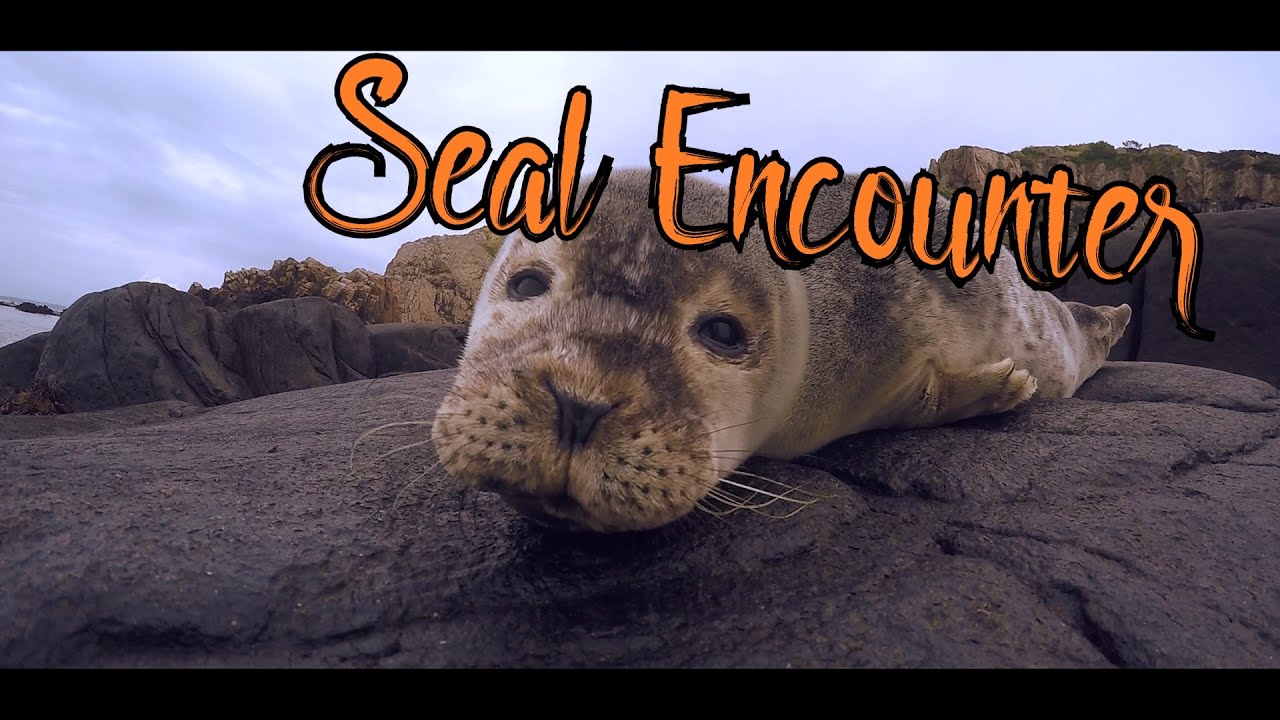 Freediving - Seal encounter! - YouTube