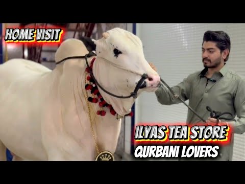 Home Visit ILYAS TEA STORE - Qurbani Lovers - Fateh Jang Bulls 2025 ...