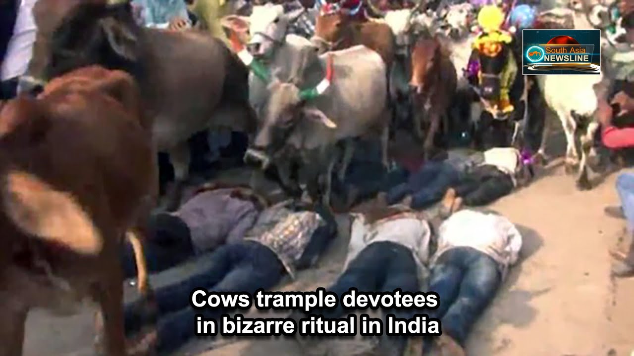 Cows trample devotees in bizarre ritual in India - YouTube