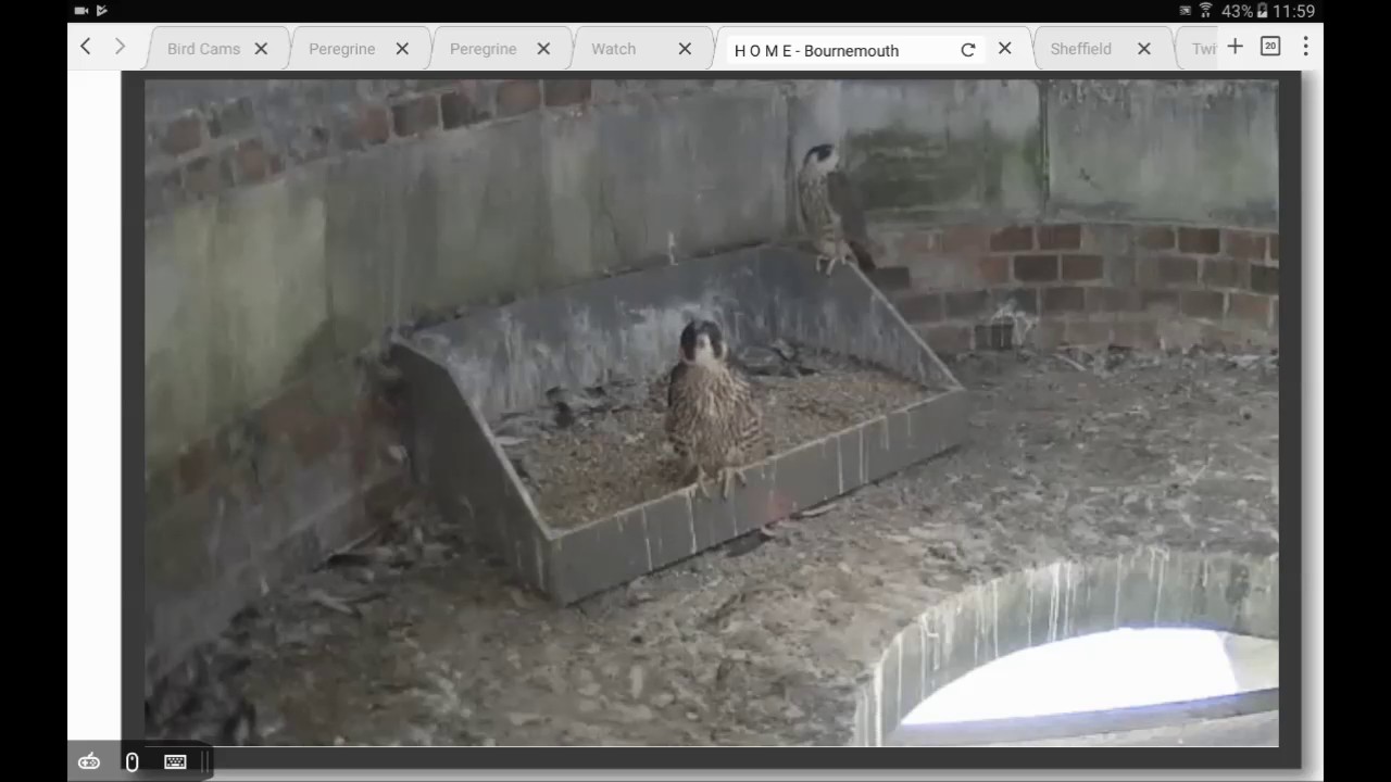 Bournemouth Peregrines 3rd June 2017 Two of the chicks in the Clock ...