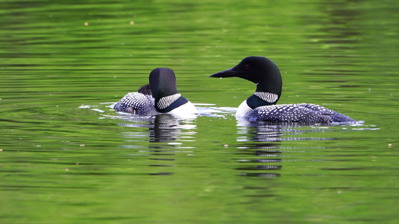 Common Loon with New Born Loonlet - a secret place in New England - YouTube