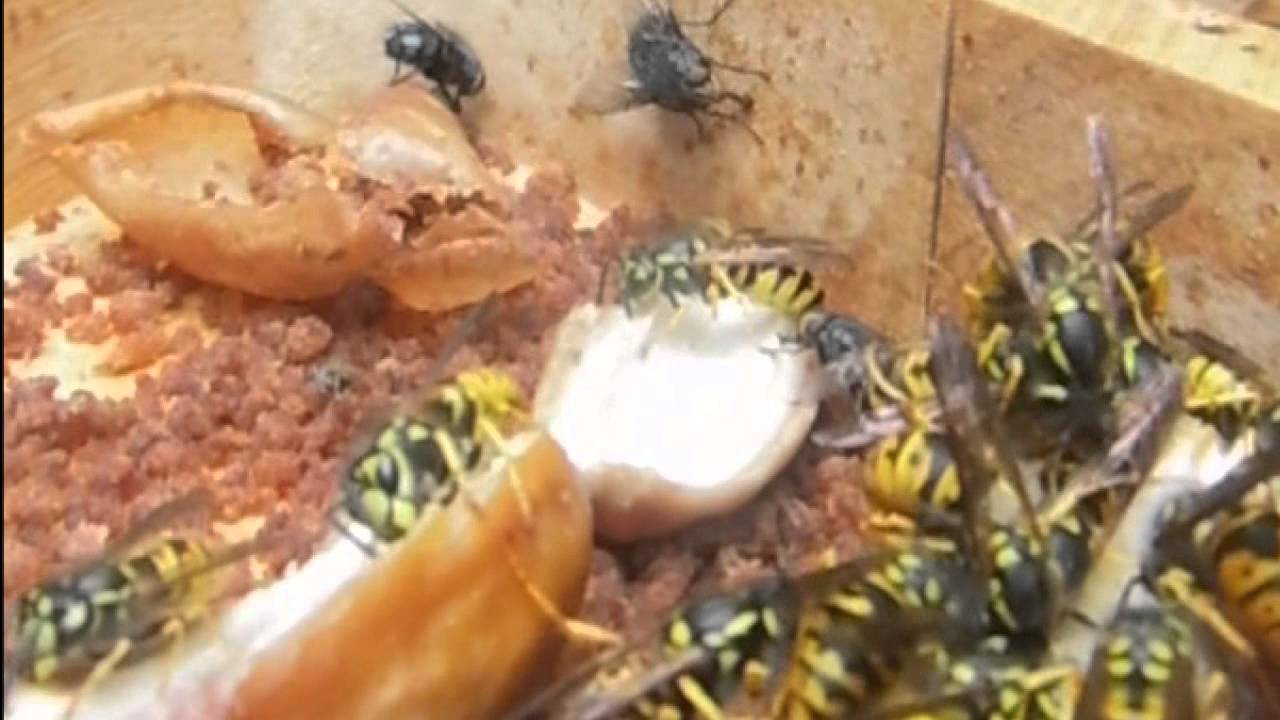 de wespen en de dadel - YouTube