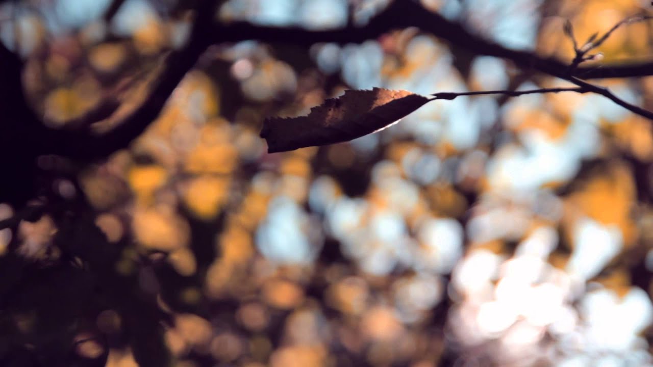 autumn 27- film footage, free download, free stock, clips, video ...