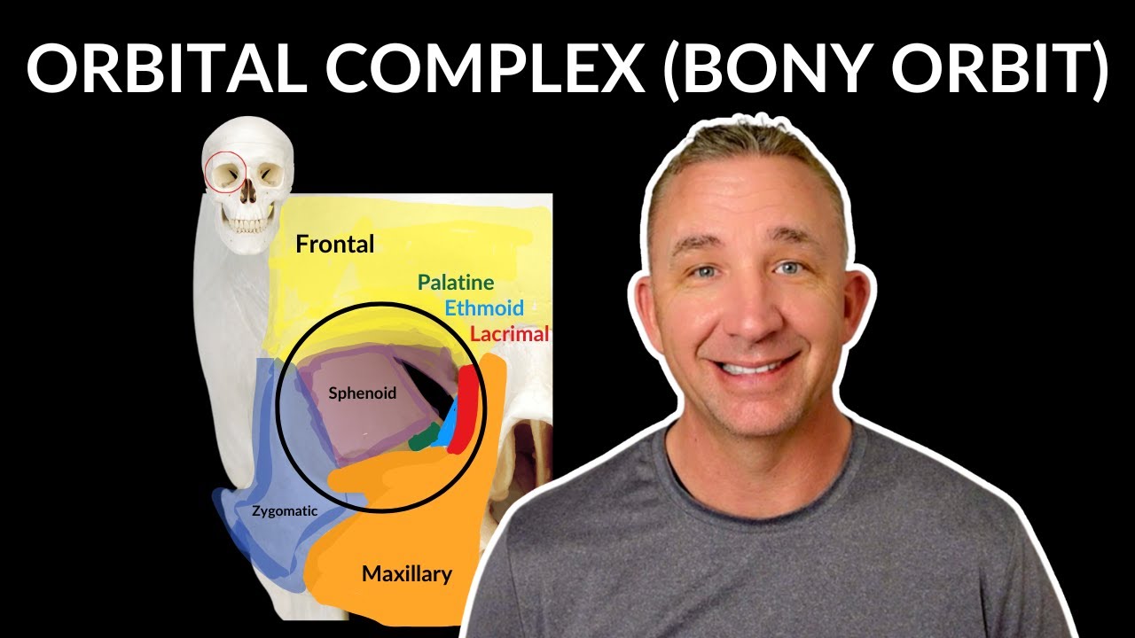 The 7 Bones of the Orbital Complex (Bony Orbit): How They Form the Eye Socket - YouTube