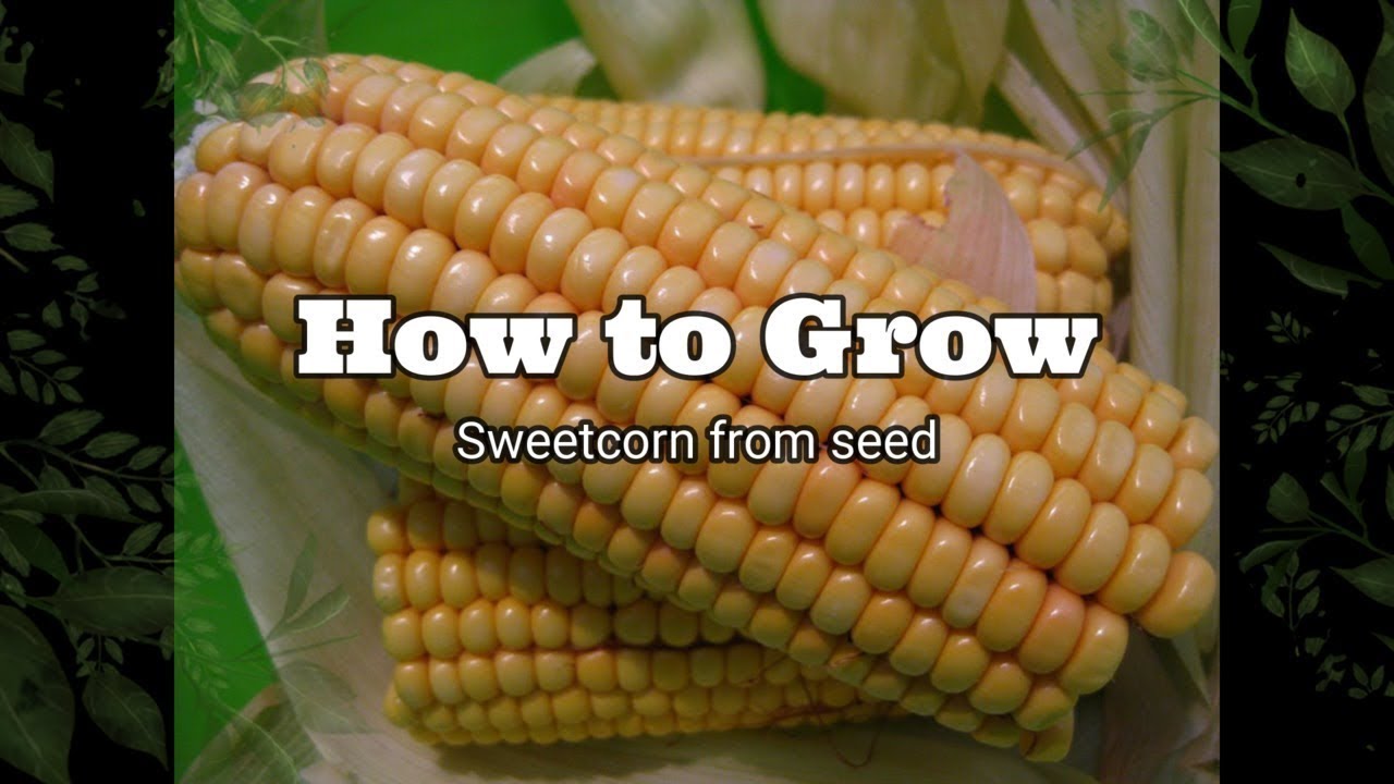 How to grow sweetcorn from seed on the allotment 2019 - YouTube