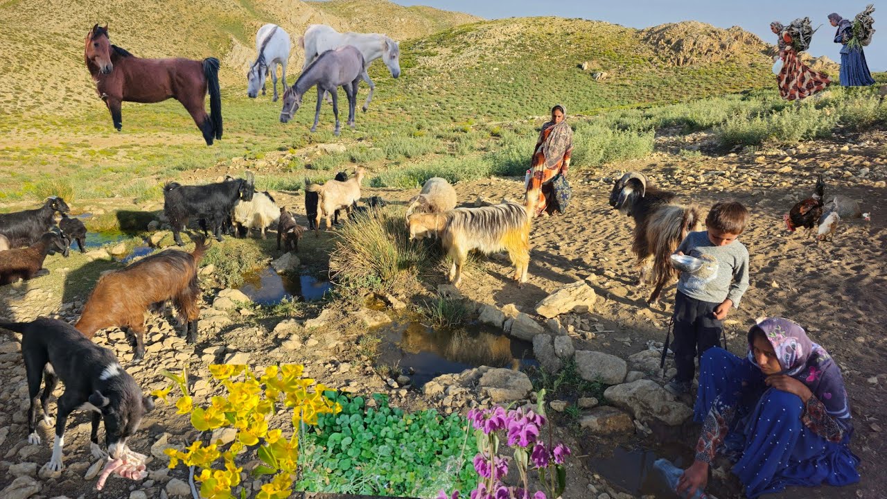 Nomadic life: Nomadic Girls and Natural Springs | Nomadic Girls Herding in the Wild🏞 ️ - YouTube