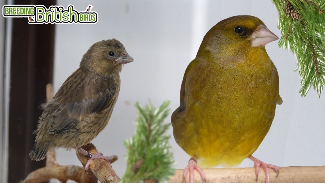Our FIRST Fledglings | Breeding British Birds S2:Ep6 - YouTube