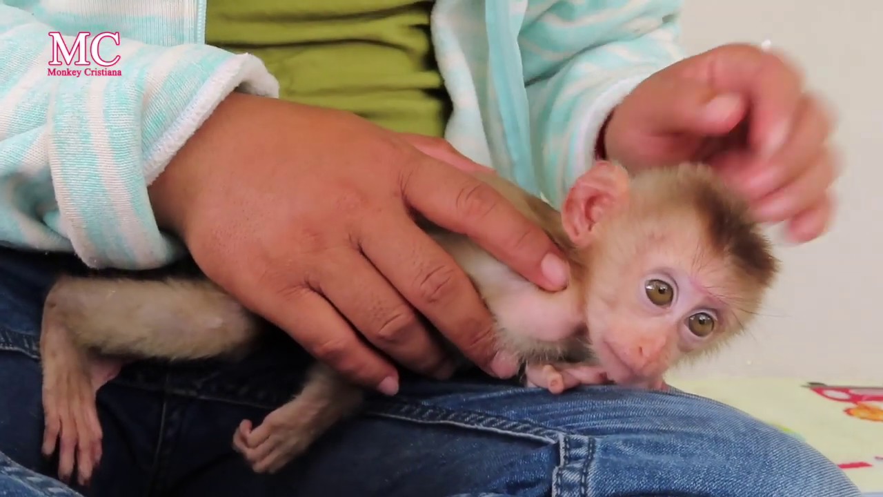 Cute baby bathing with warm water, Adorable Newly Baby Monkey - YouTube