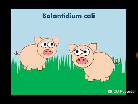 Balantidium coli (Ciliate) قربية قولونية (هدابيات)