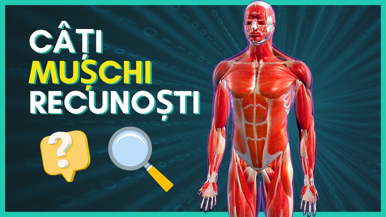 MUSCHII CORPULUI Uman pentru MEDICINA- (biceps, triceps, muschii ...