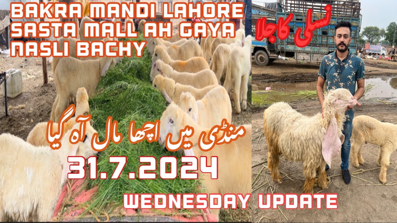 Wednesday Update | Bakra Mandi ShahPur Kanjra Lahore | Bakra Mandi ...