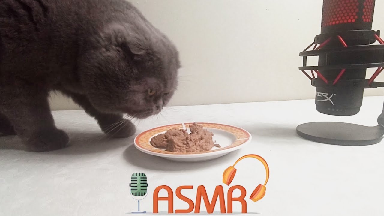 Smoke Loves Wet Food - ASMR Cat Mukbang - YouTube