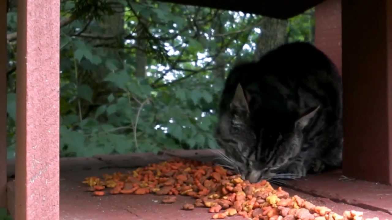 Cat and Blue Jay - YouTube