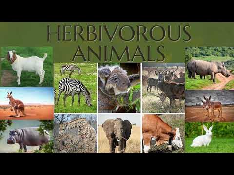 herbivorous animals/herbivorous animals for kids/herbivores - YouTube