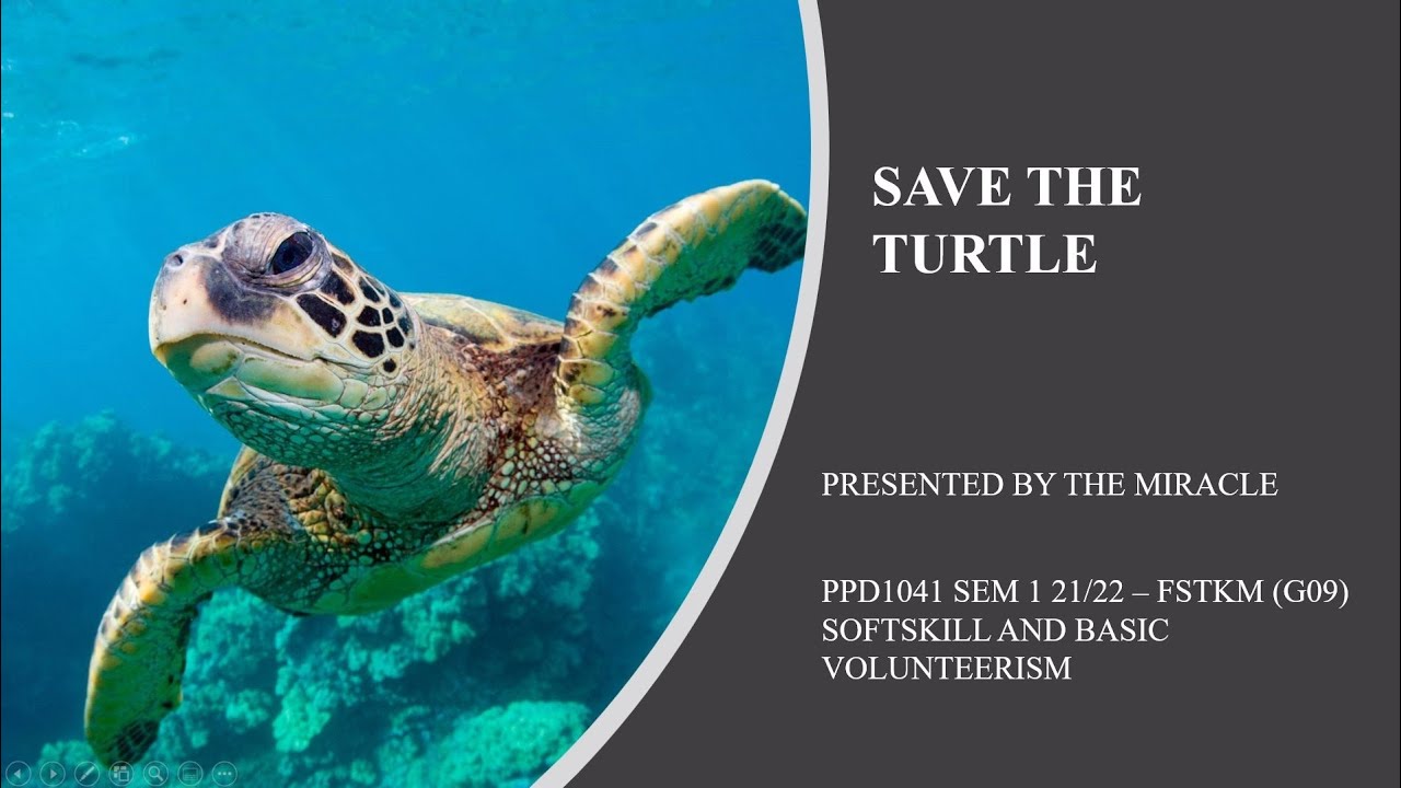 Save The Turtle By The Miracle - YouTube