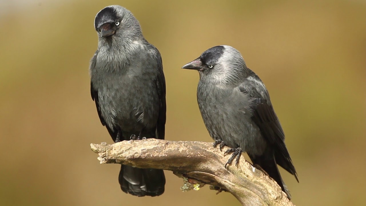Jackdaw (Corvus monedula) pair on branch looking around / preening ...