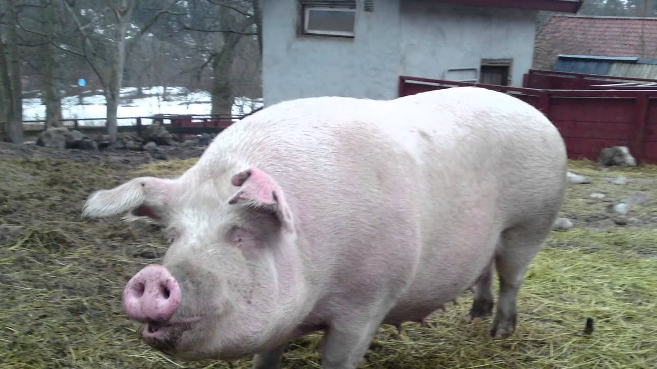 Grisar or pigs - YouTube