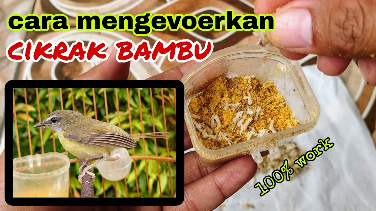 CARA MELATIH MAKAN VOER BURUNG CIKRAK BAMBU | CIKRAK BAMBU GACOR - YouTube