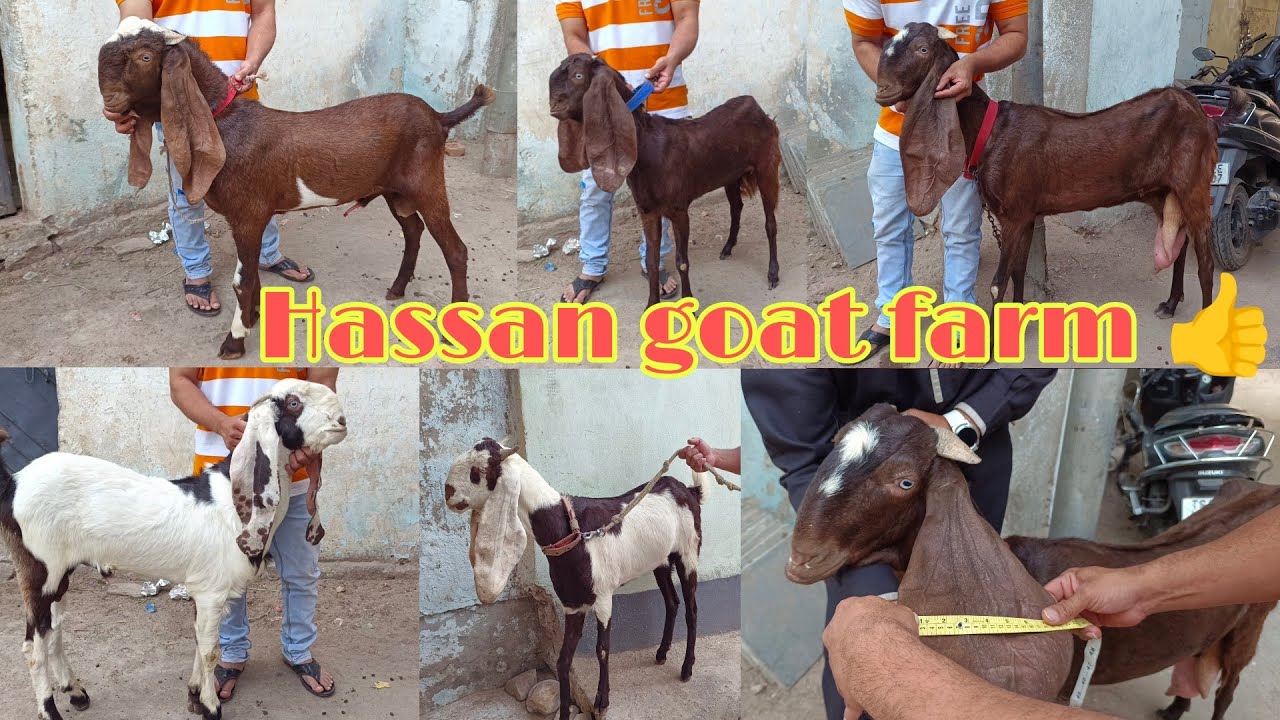 Hassan goat farm Hyderabad goat male female breadline sale ...