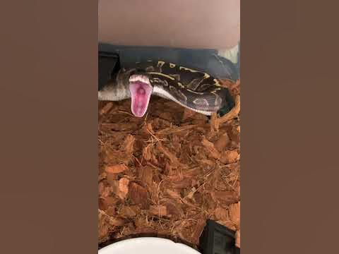 Ball python “yawning” to realign jaw after eating 🥰 - YouTube