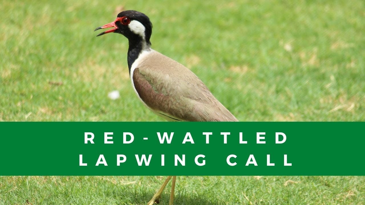 Red-wattled lapwing call | Mysterious bird call at night #shorts - YouTube