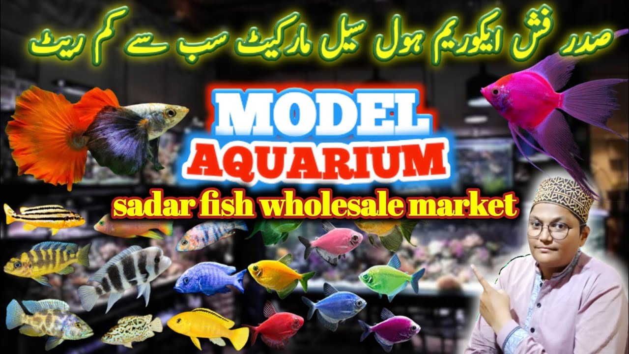 fish aquarium saddar || MODEL AQUARIUM SADDAR fish wholesale market Karachi Pakistan 🐟🐠🐟 - YouTube